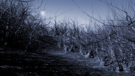 Portfolio - Gray Forest | Foundry Community