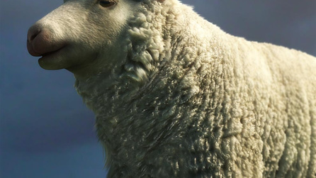 Portfolio - sheep | Foundry Community