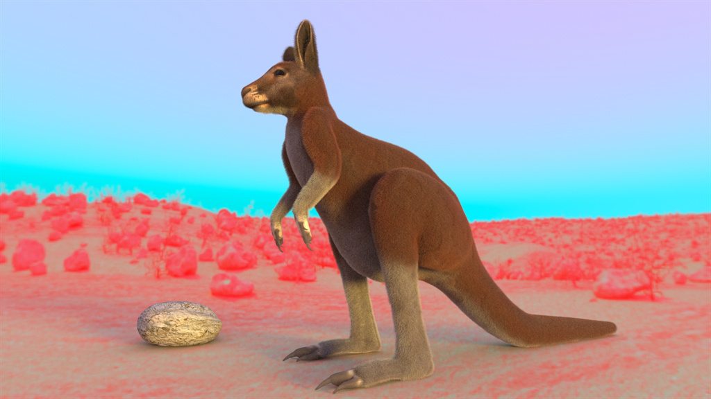 Portfolio - Kangaroo | Foundry Community